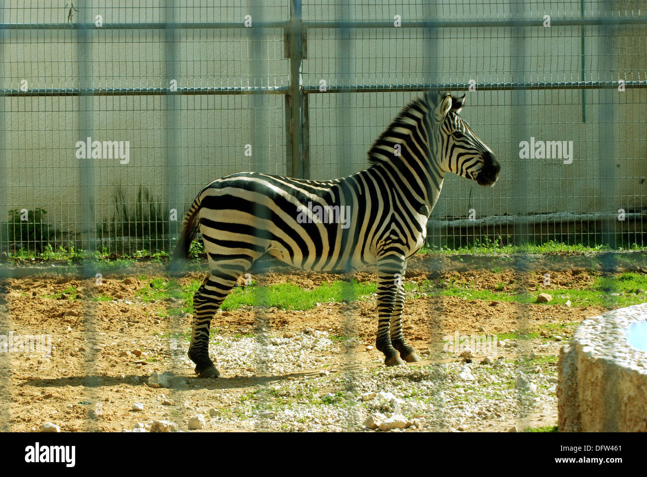 Qalqilya Zoo is a small 2-hectare (4.9 acres) zoo in the Palestinian ...