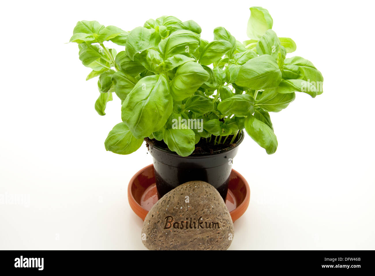 Fresh Green Basil from Garden with Stone on white background Stock ...