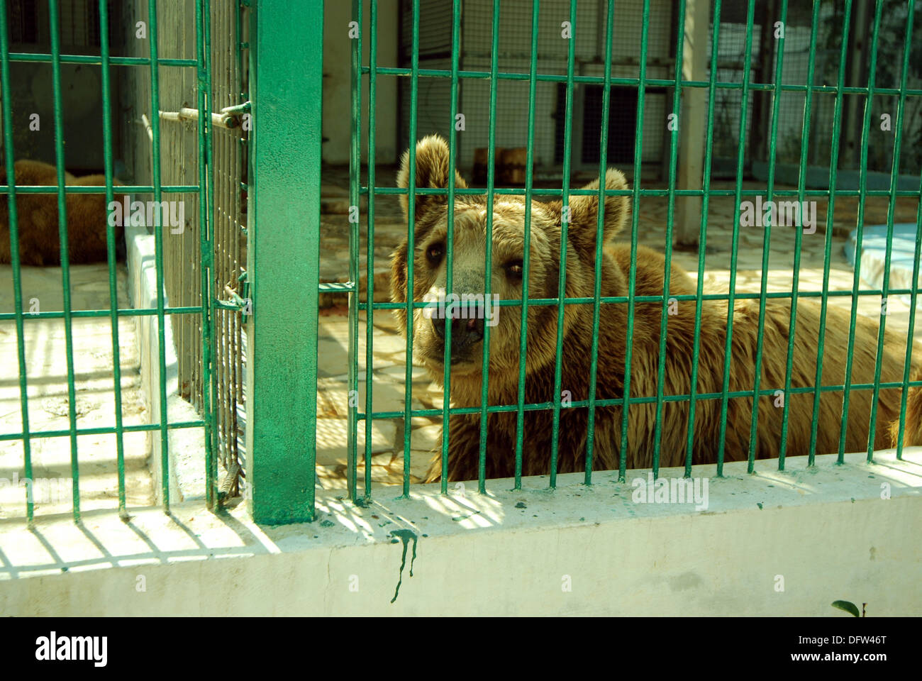 Qalqilya Zoo is a small 2-hectare (4.9 acres) zoo in the Palestinian ...