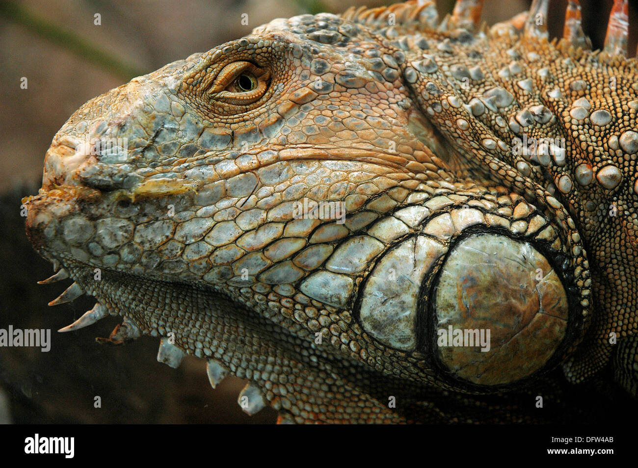 Fauna canaria hi-res stock photography and images - Alamy