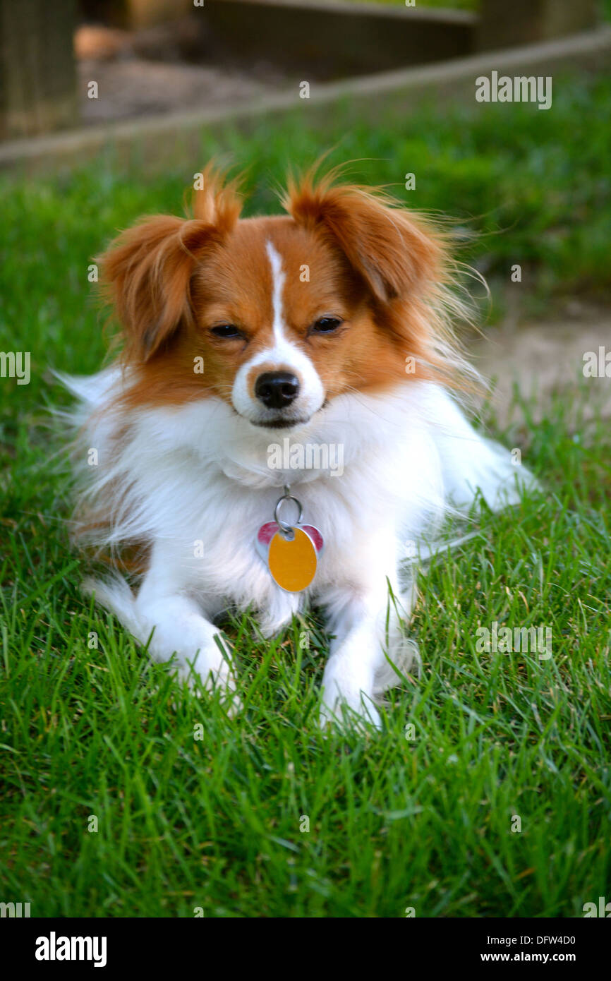 Pappillon hi-res stock photography and images - Alamy