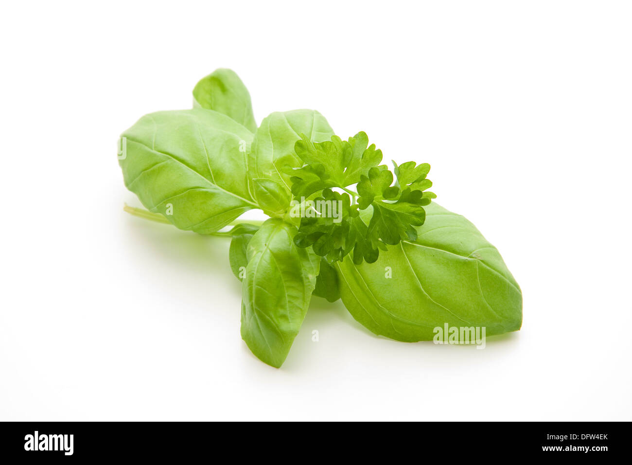 Parsley basil Cut Out Stock Images & Pictures - Alamy