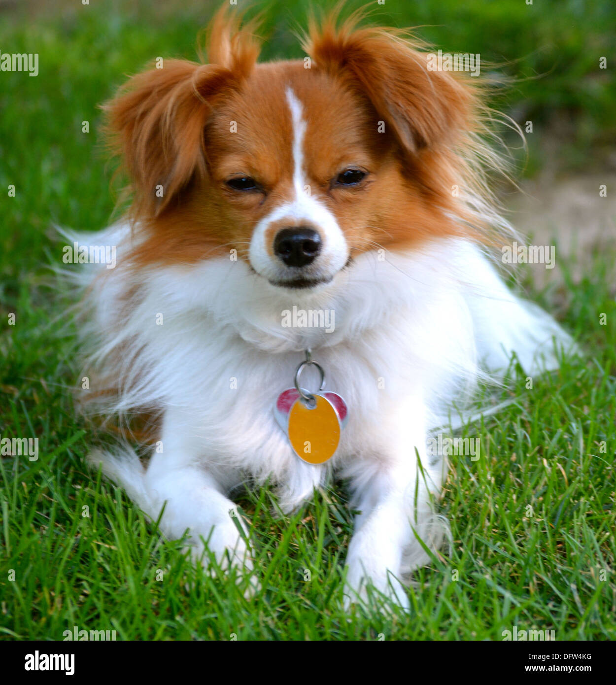 Pappillon dog hi-res stock photography and images - Alamy
