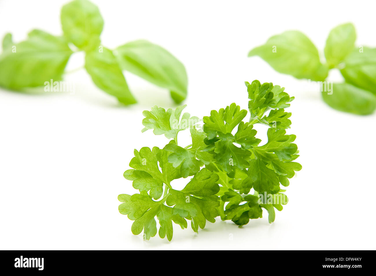 Parsley basil Cut Out Stock Images & Pictures - Alamy