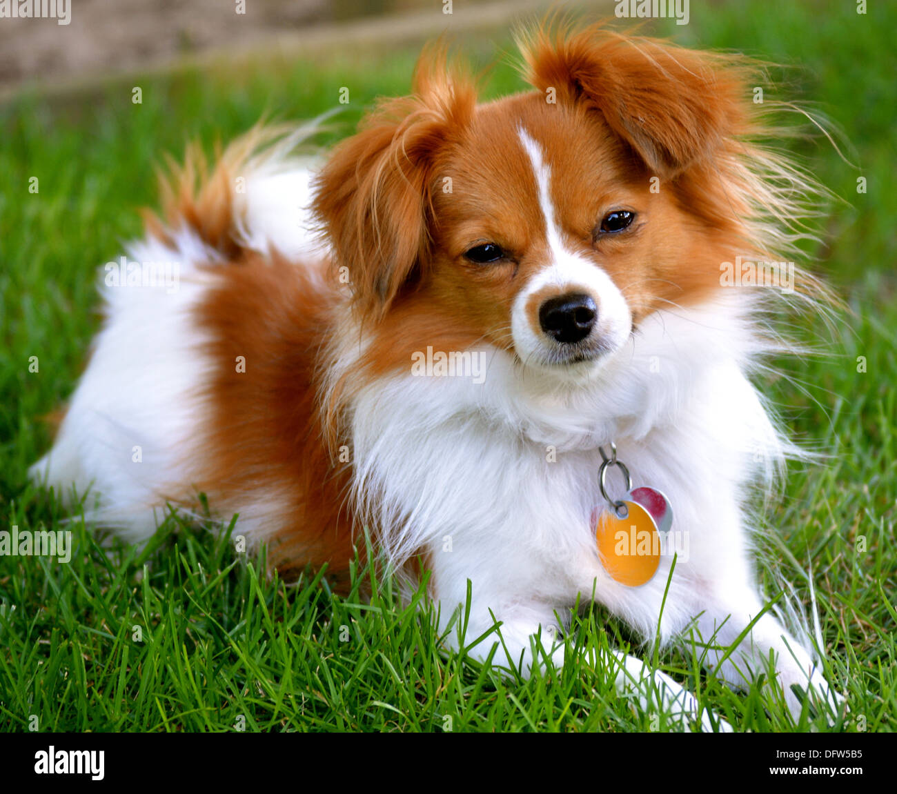 Pappillon hi-res stock photography and images - Alamy