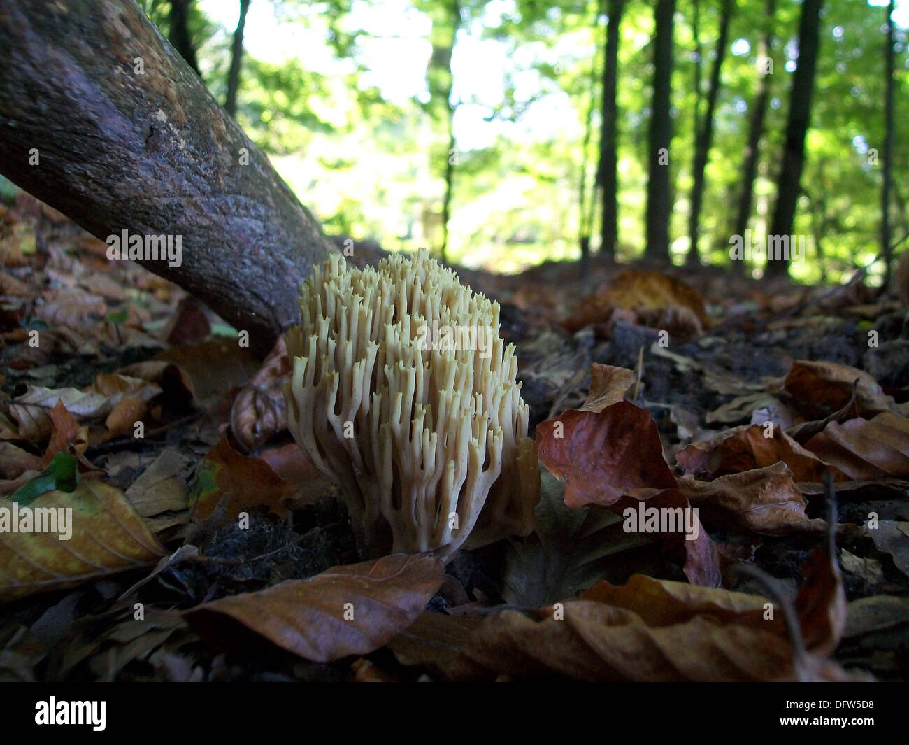 Ramaria mushroom grow in the forest Stock Photo - Alamy