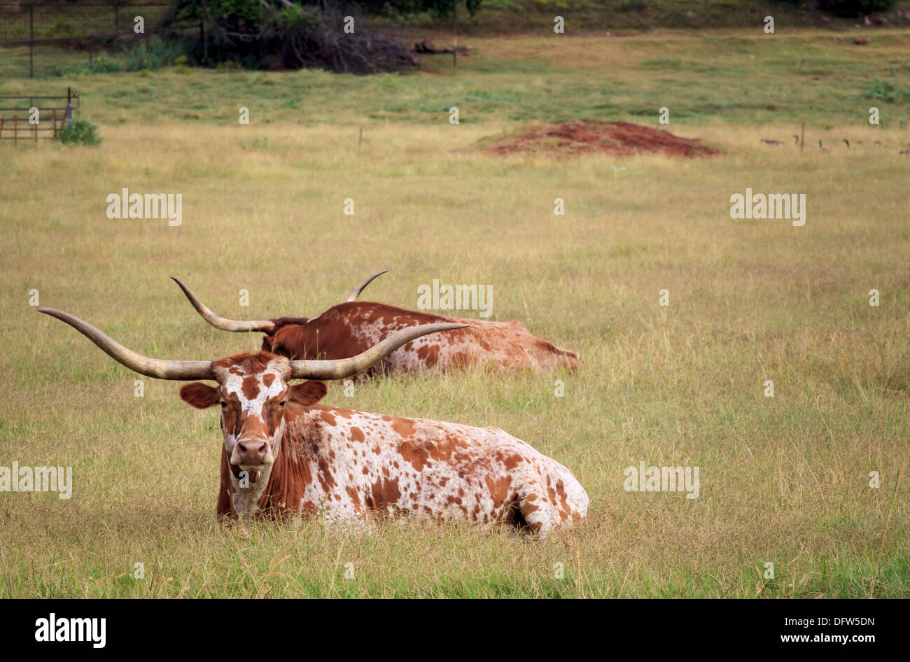 Cattle oklahoma prairie old west ranch hi-res stock photography and ...