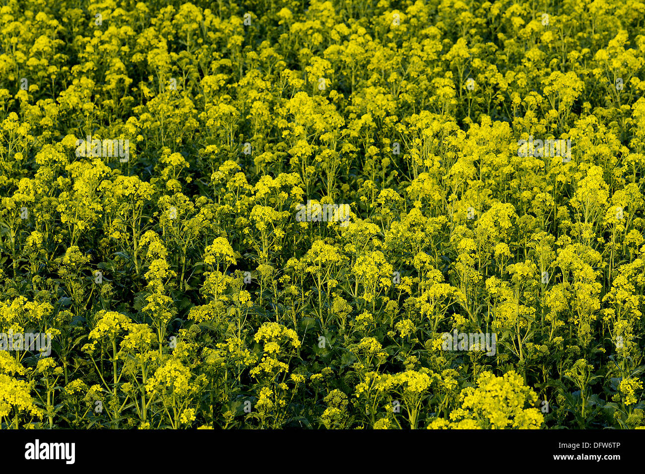 Brassica field hi-res stock photography and images - Alamy