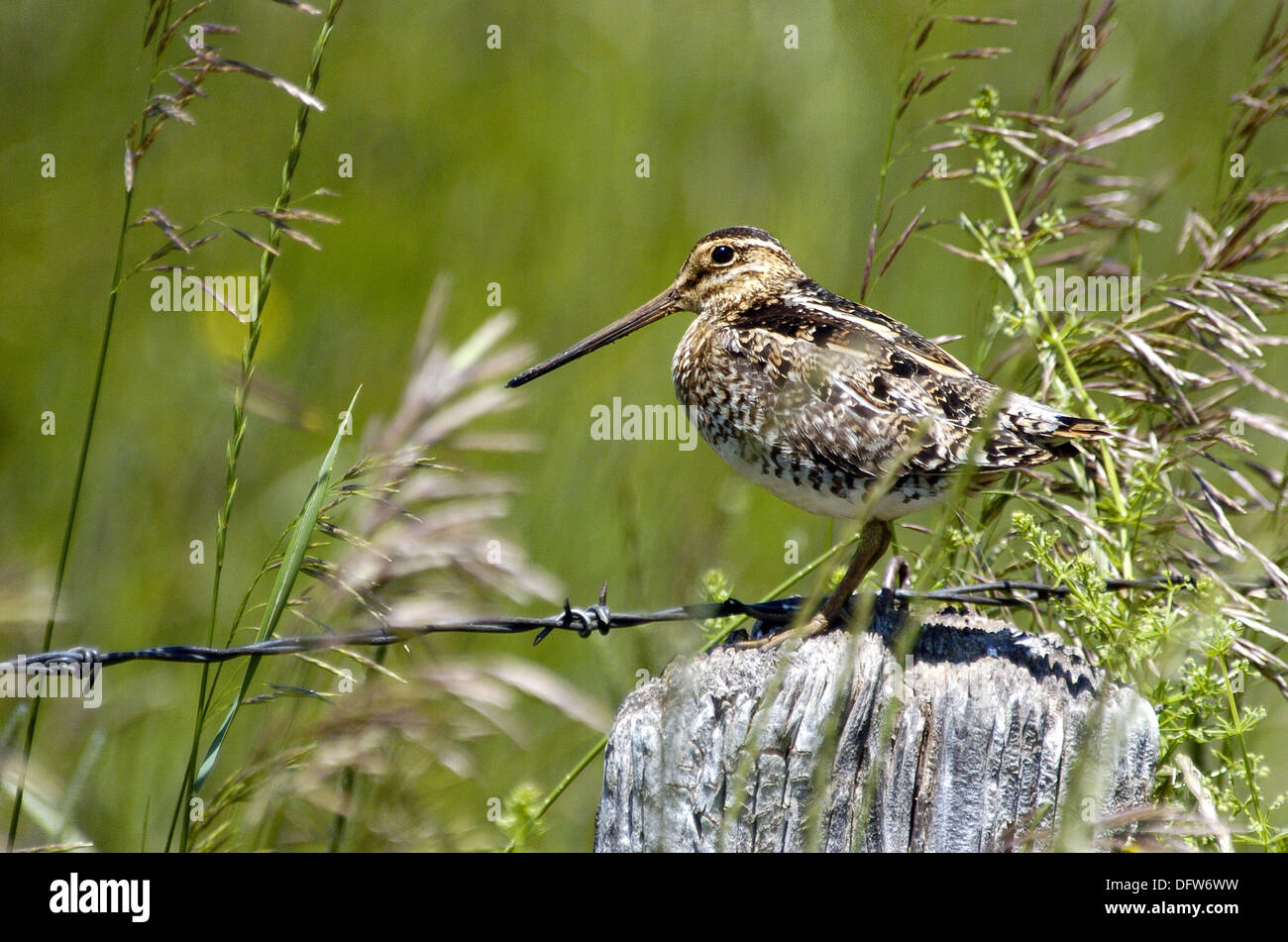 Close up snipe image hi-res stock photography and images - Alamy