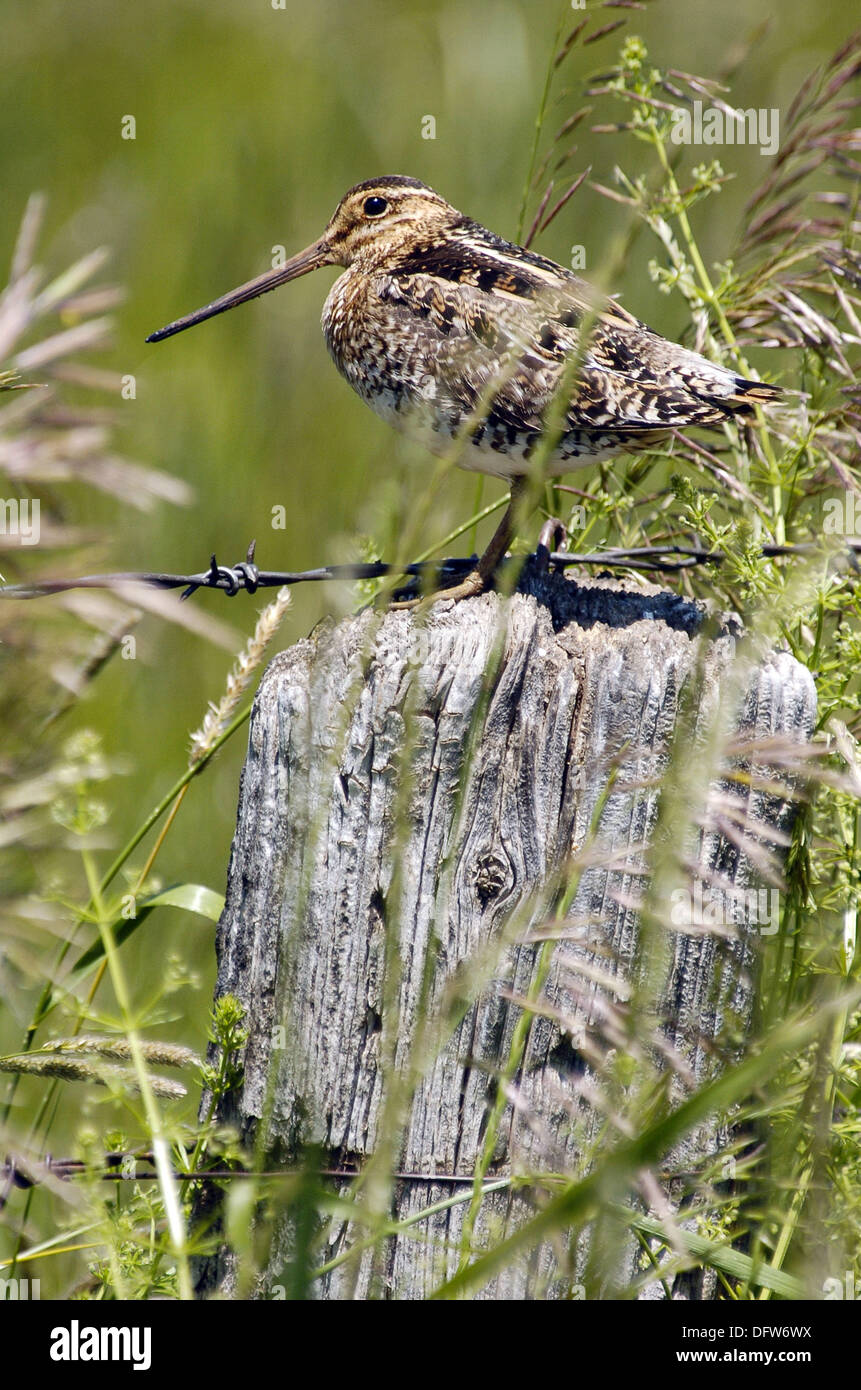 Close up snipe image hi-res stock photography and images - Alamy
