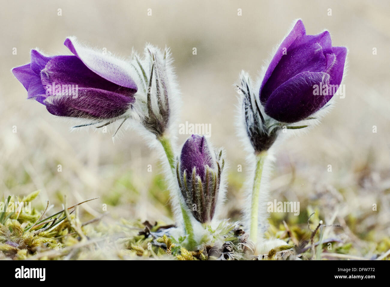 Pasque Flowers or Common Pasque flowers (Pulsatilla vulgaris) blooming ...