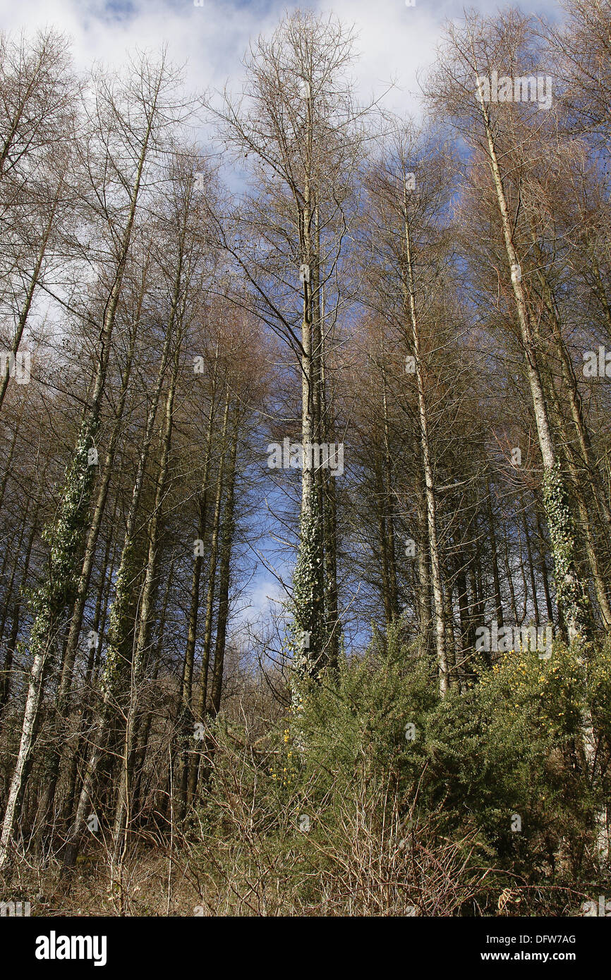 Worm eye view of tall tree hi-res stock photography and images - Alamy