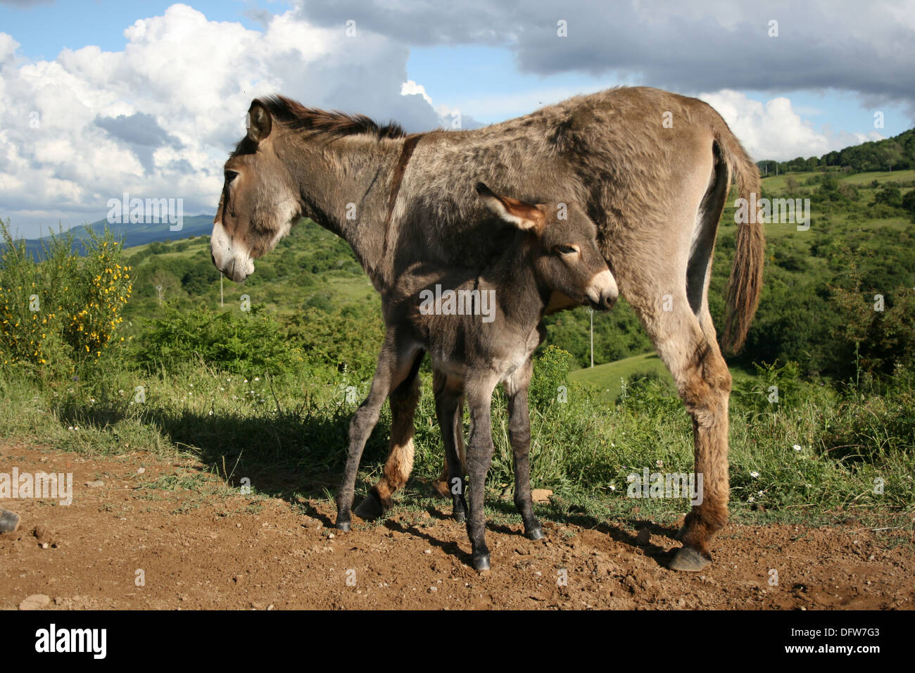 Stubborn donkey hi-res stock photography and images - Alamy