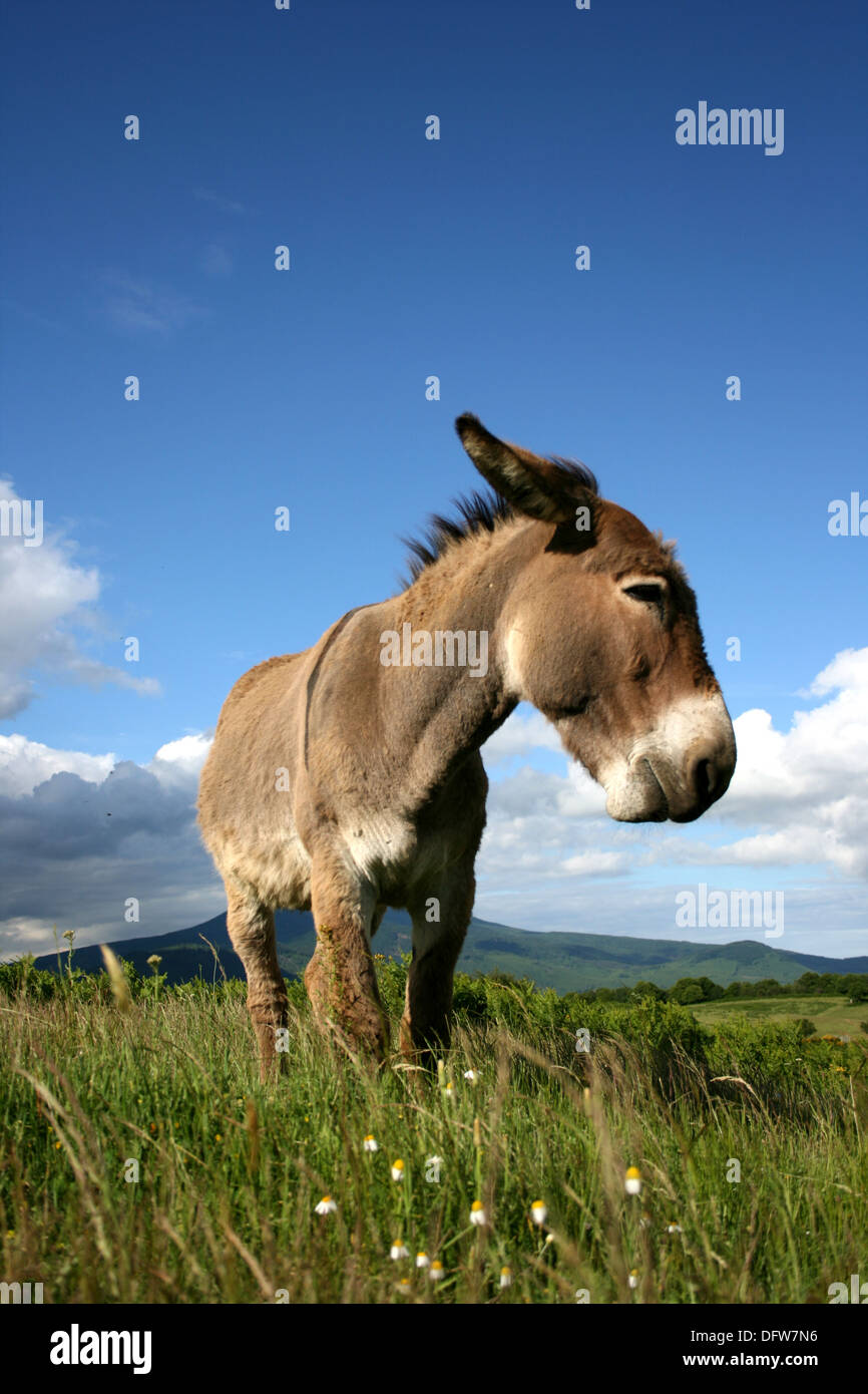 Donkey animal hi-res stock photography and images - Alamy