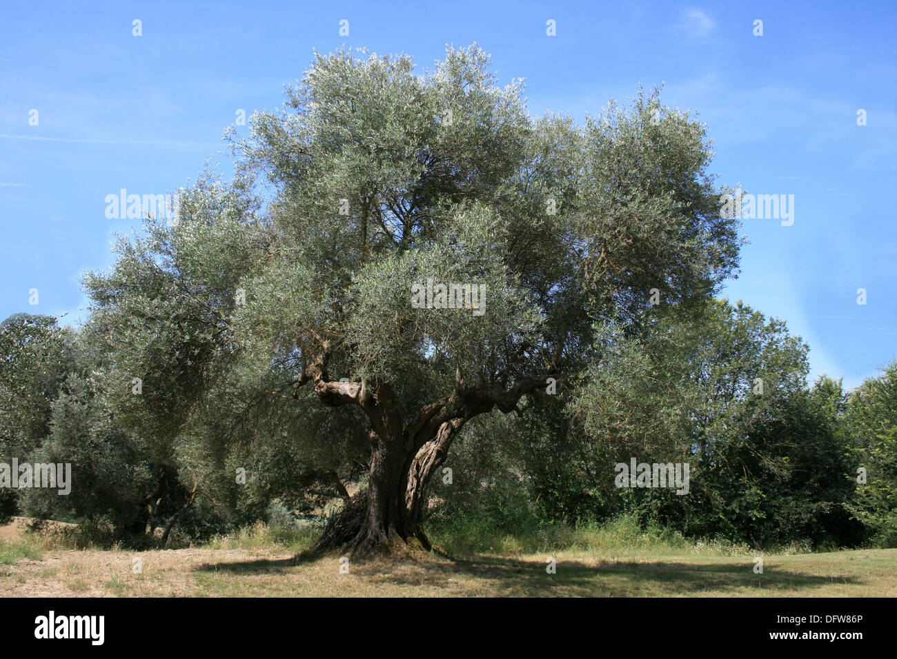 Olive Tree Italy Stock Photos & Olive Tree Italy Stock Images - Alamy