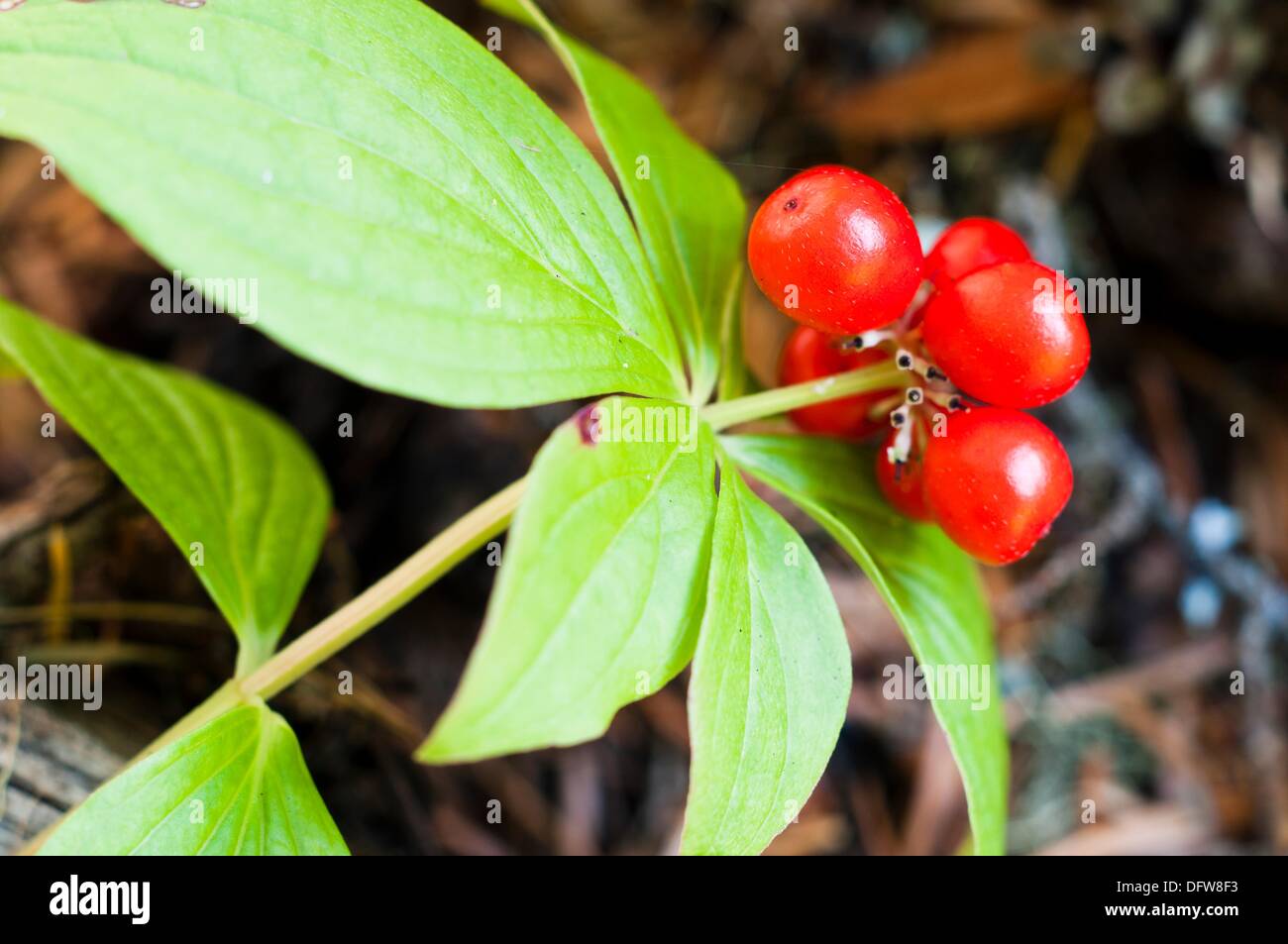 Mount hood in september hi-res stock photography and images - Alamy