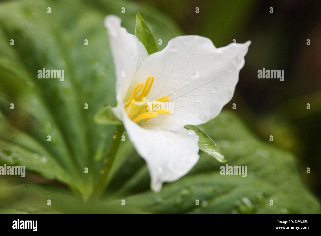 Western Trillium (Trillium ovatum) in Eaves Provincial Park. Vancouver ...