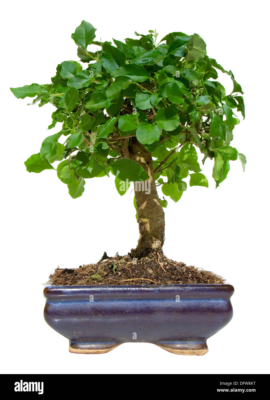 Little tree leaves in Cut Out Stock Images & Pictures - Alamy