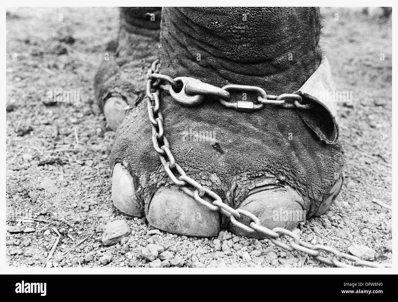 Tied elephant hi-res stock photography and images - Alamy