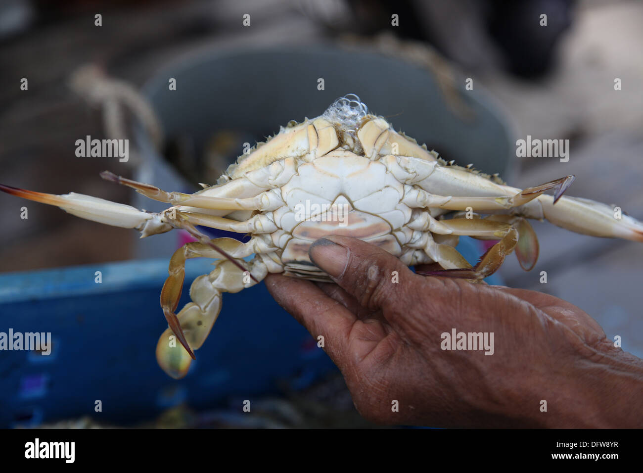 Koh Samui, Thailand Stock Photo - Alamy