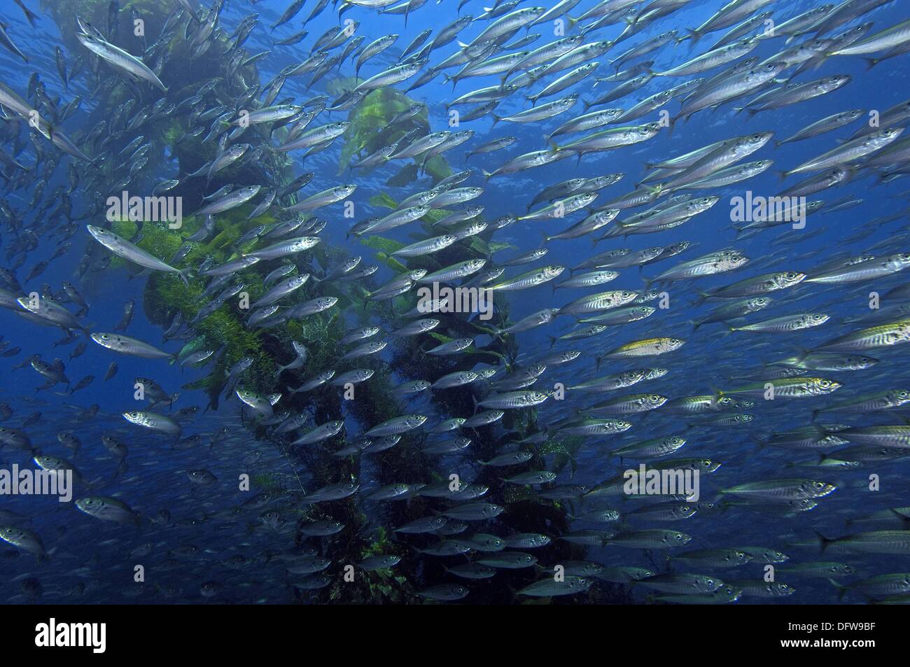 Fish school mackerel hi-res stock photography and images - Alamy