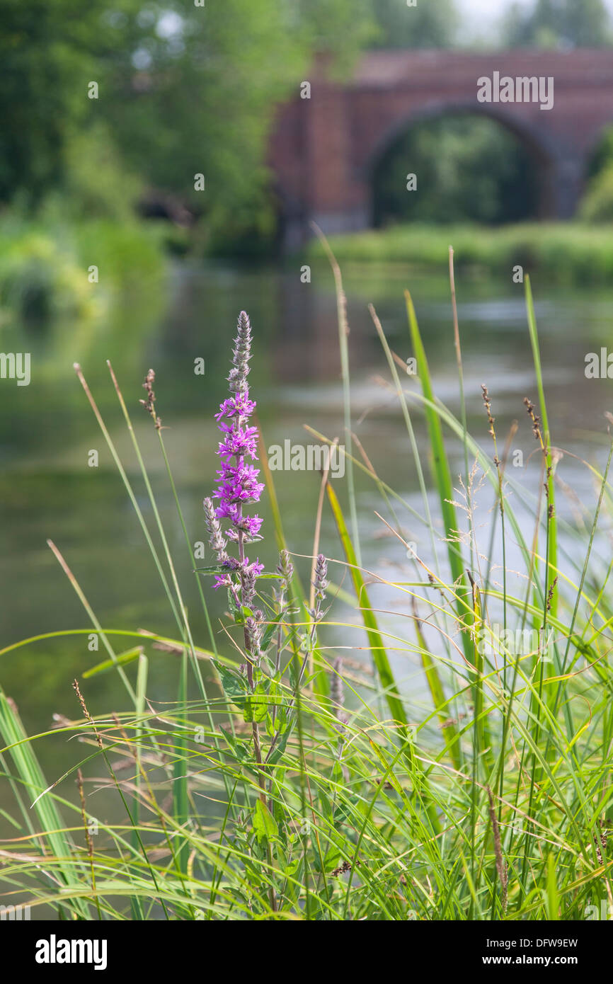 Riverside bloom hi-res stock photography and images - Alamy