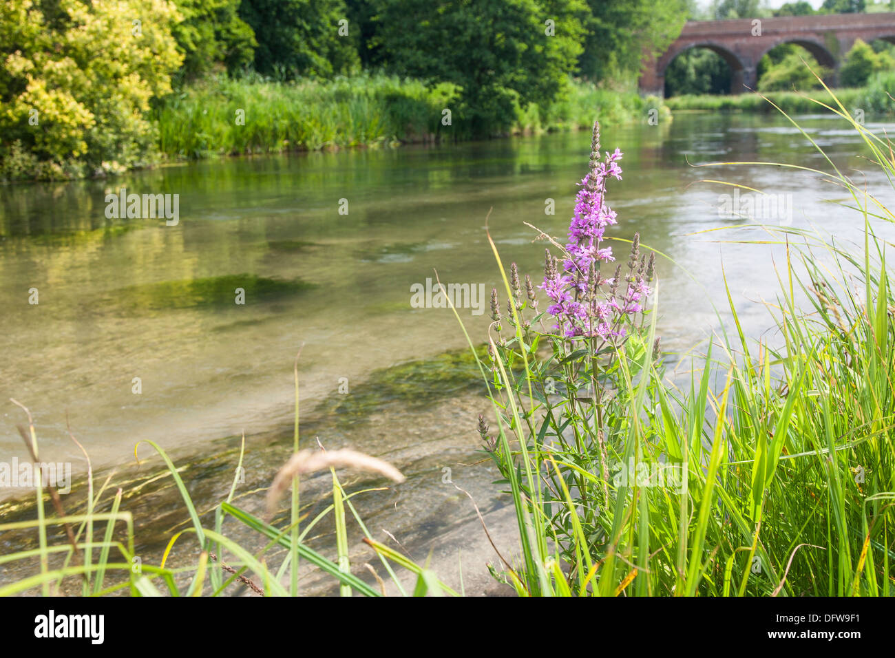 Running river in summer Stock Photo - Alamy