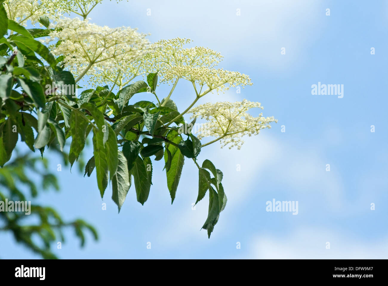 Sambucus plant hi-res stock photography and images - Alamy