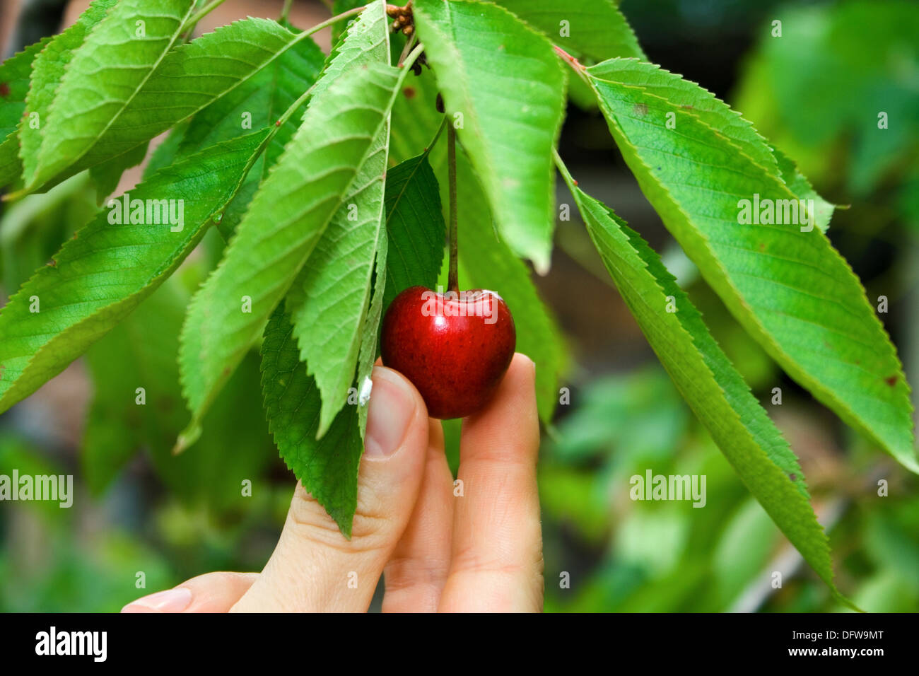 Edible cherry tree hi-res stock photography and images - Alamy