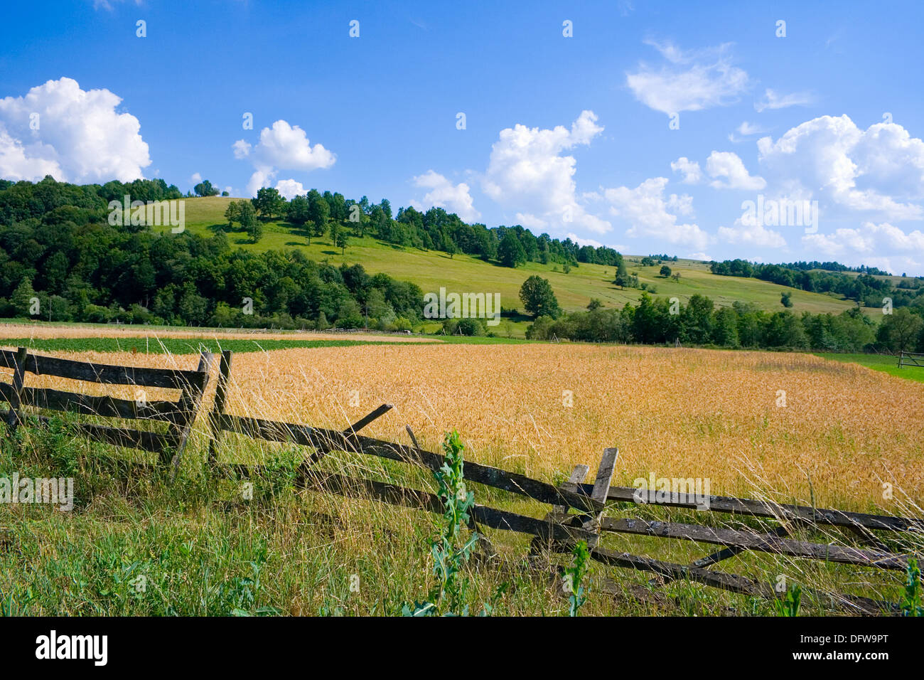 Countryside wheat field and hill in summertime Stock Photo - Alamy