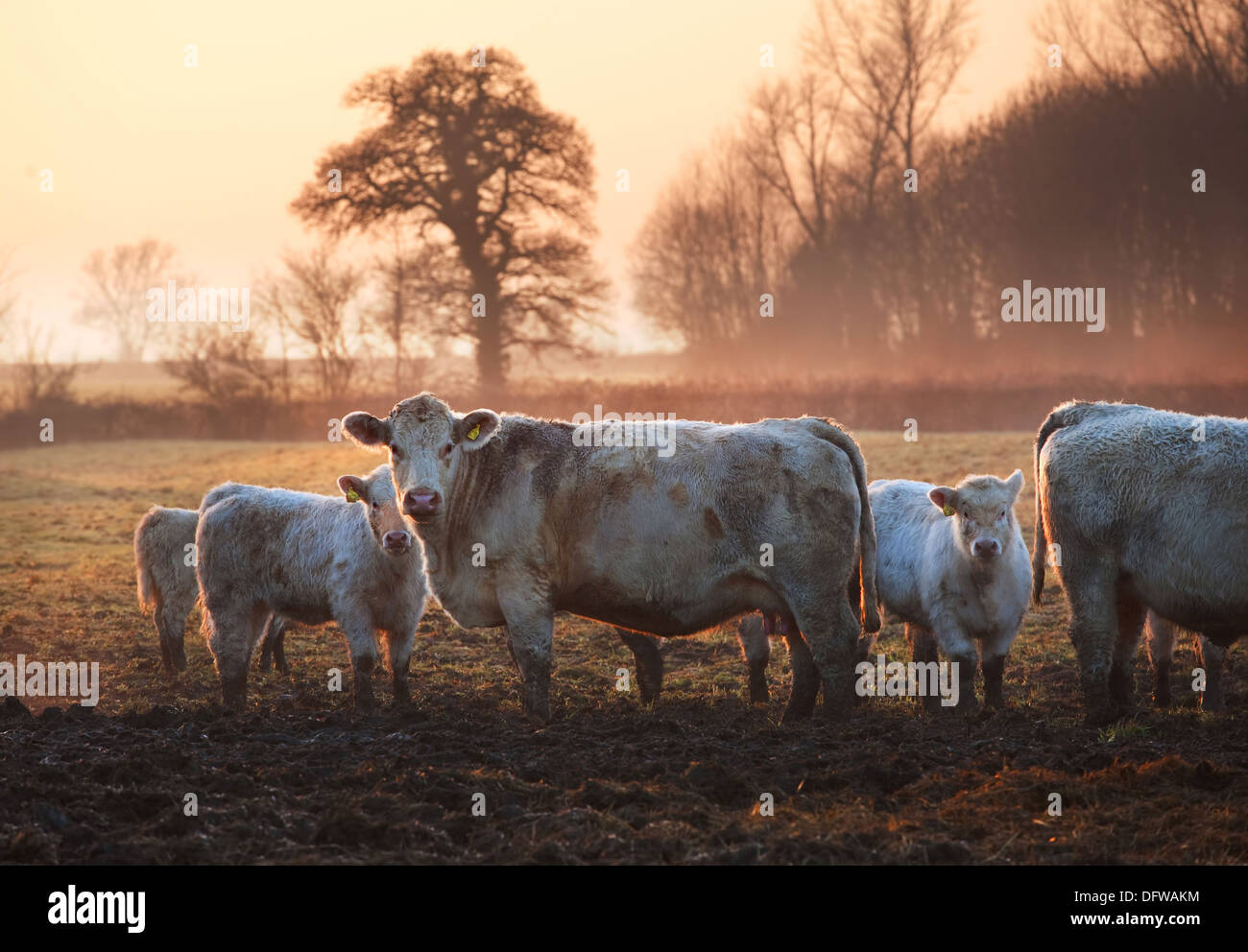 British farm animals sunset hi-res stock photography and images - Alamy
