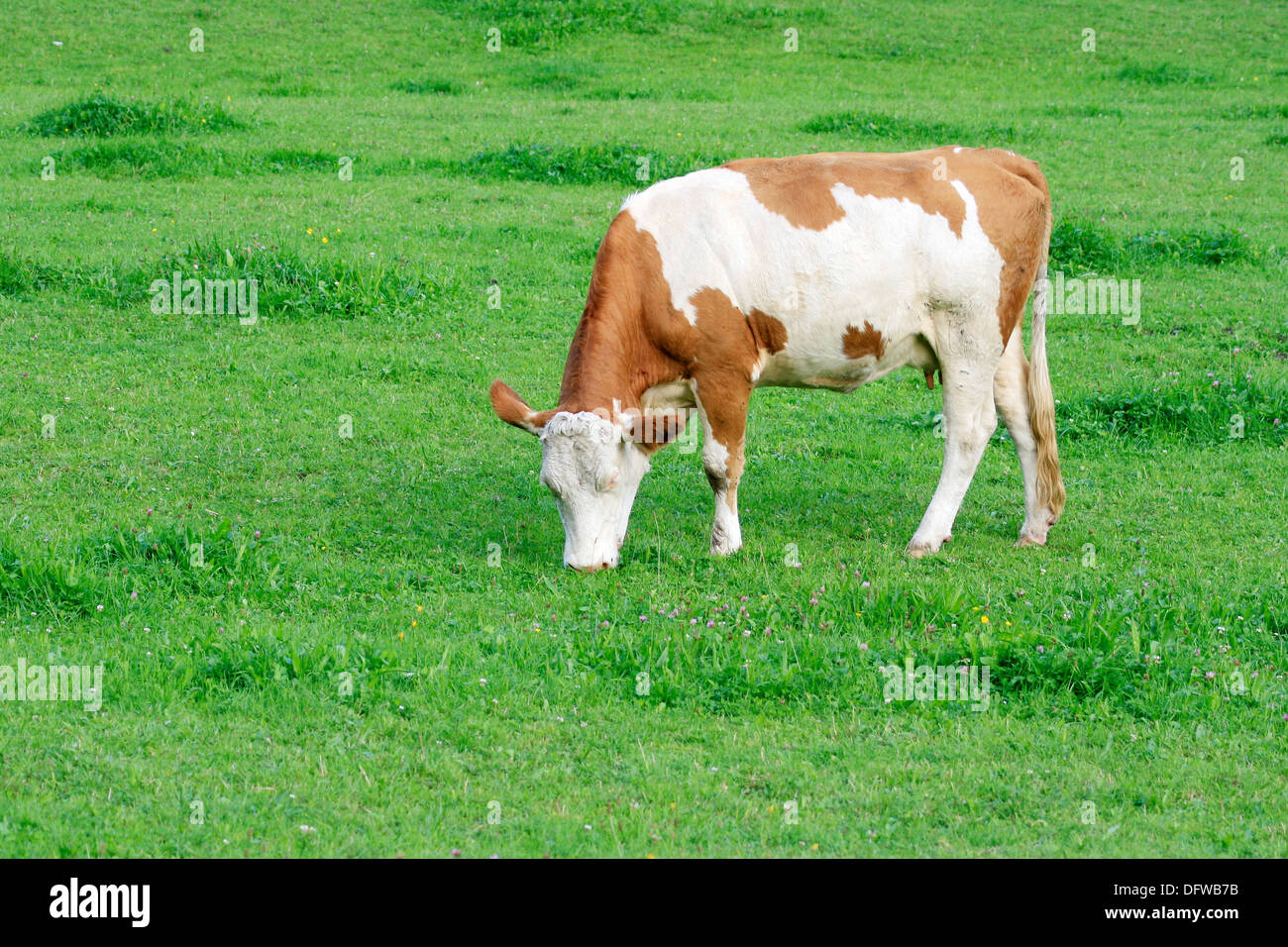 Speckled Cow High Resolution Stock Photography and Images - Alamy