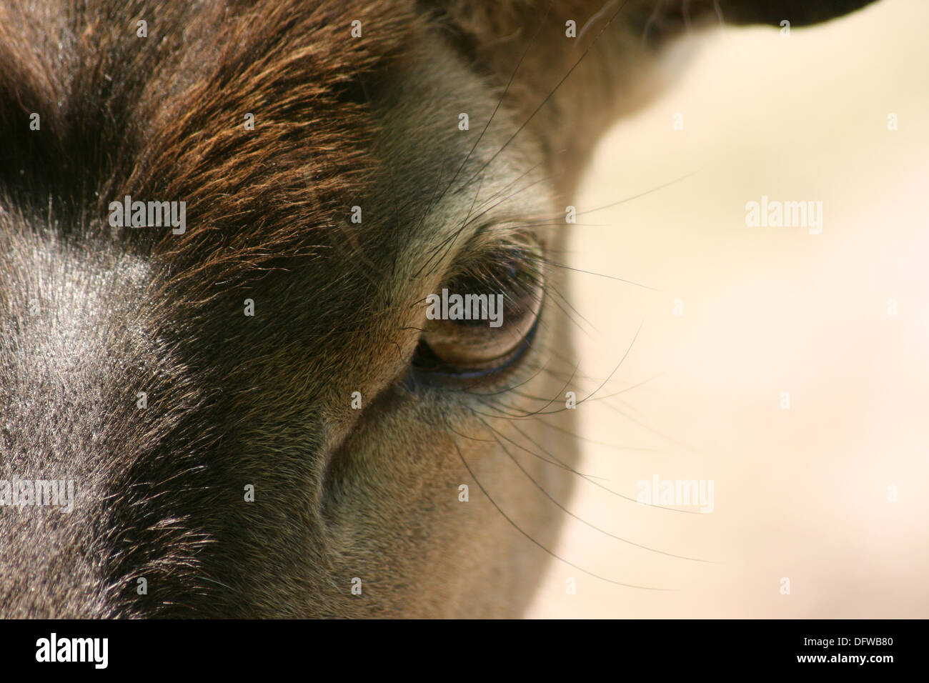 Mammal eye close hi-res stock photography and images - Alamy