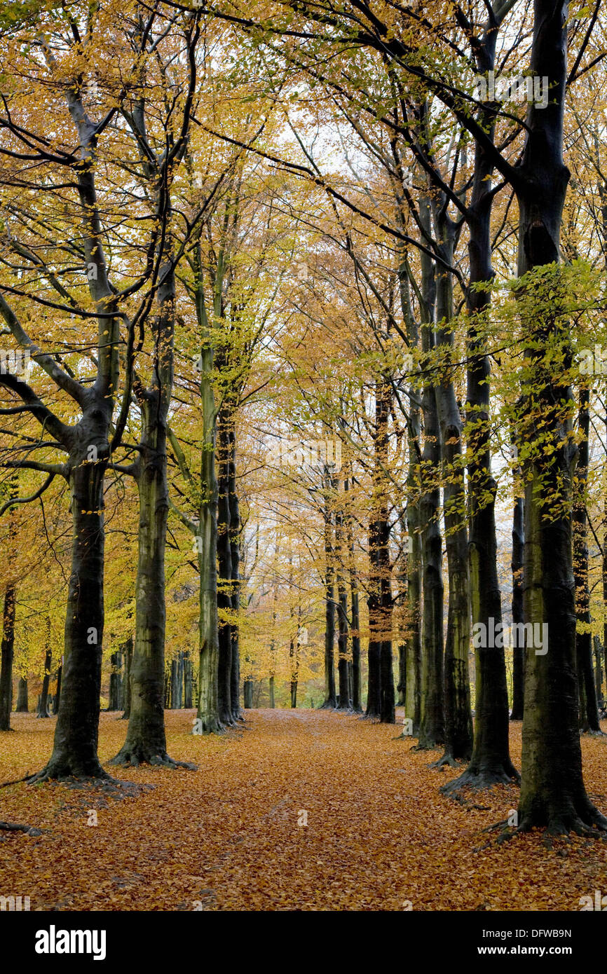 Wood in brussels hi-res stock photography and images - Alamy