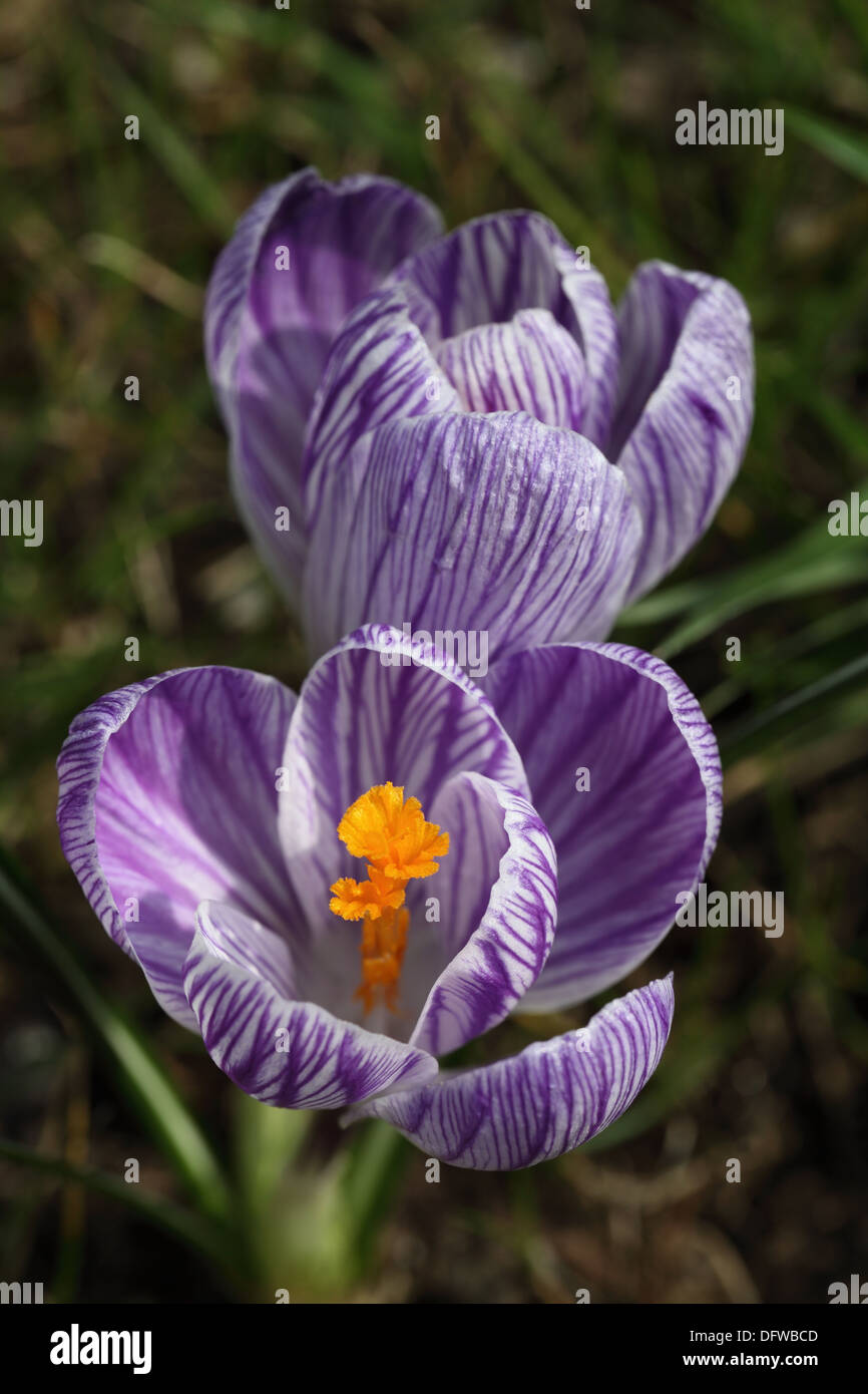 Yellow mammoth crocus hi-res stock photography and images - Alamy