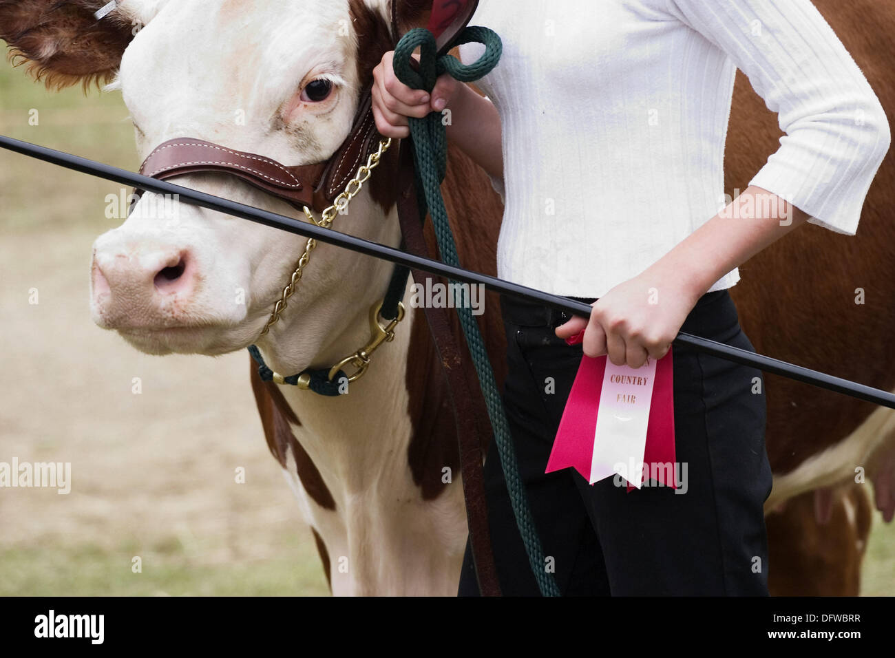 Young person showing cattle at fair hi-res stock photography and images ...