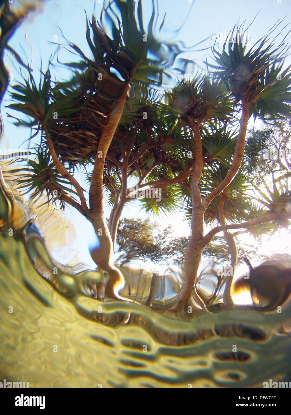 Screw palm hi-res stock photography and images - Alamy