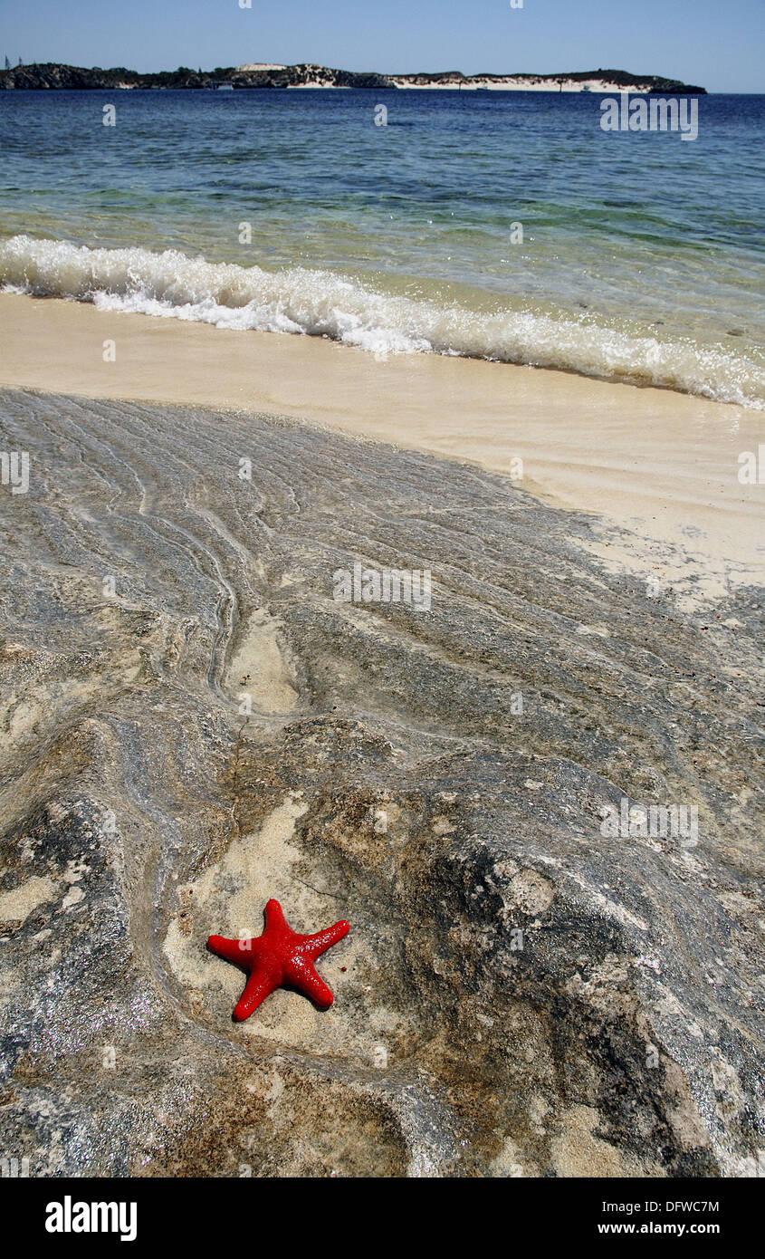 Velvet sea star starfish hi-res stock photography and images - Alamy