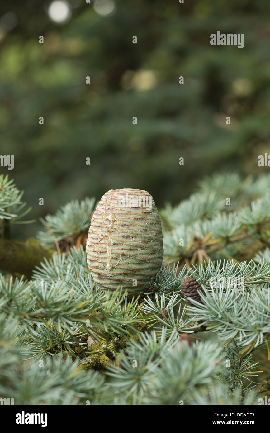 Pine cones mature and new developing cone on Blue Atlas Cedar tree ...