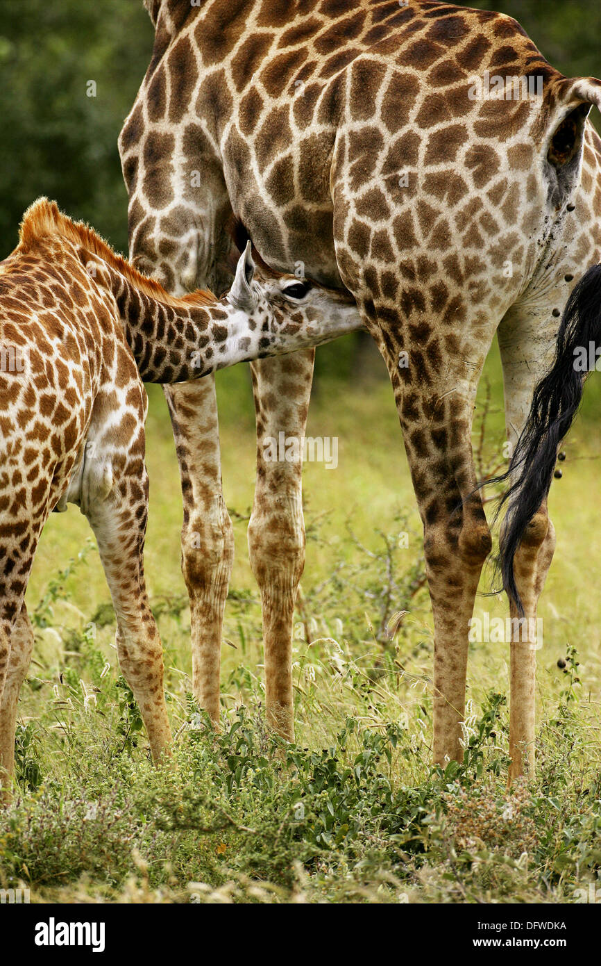 Giraffe milking hi-res stock photography and images - Alamy