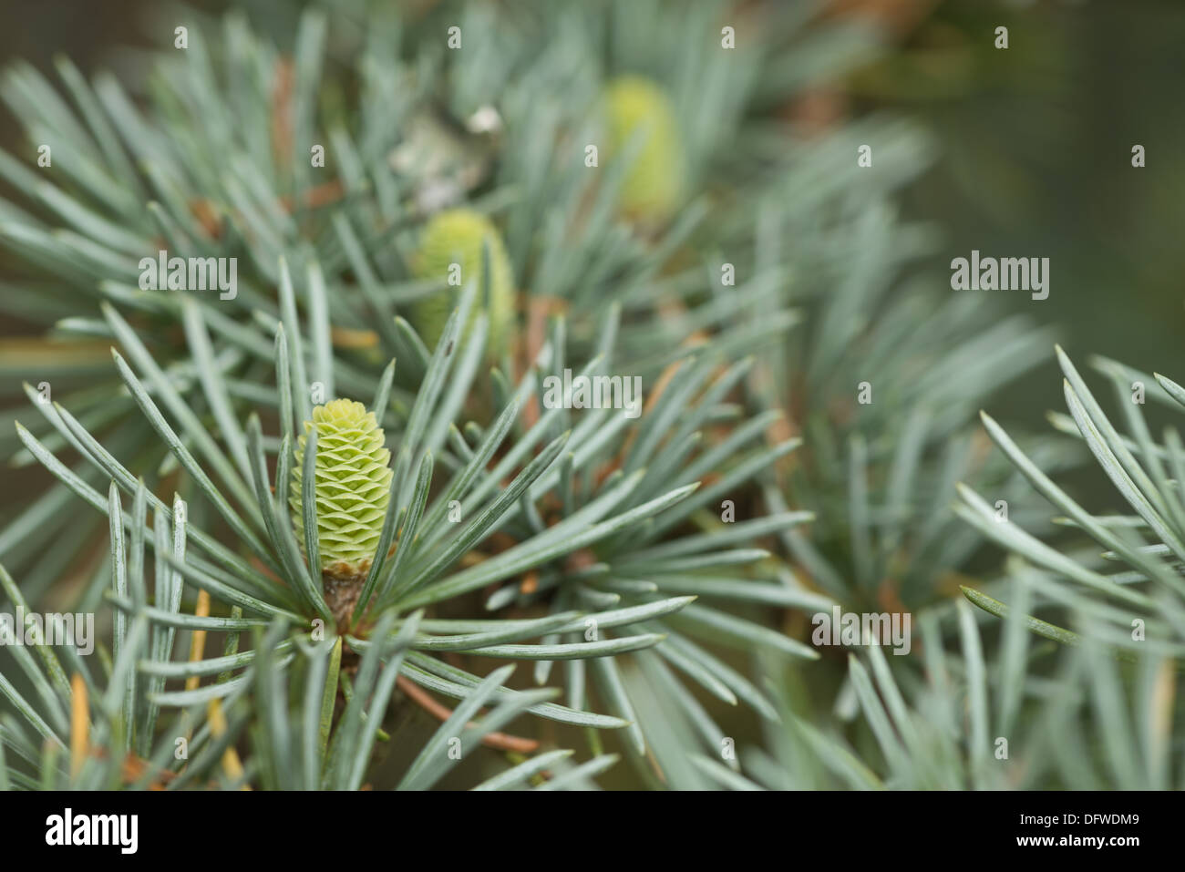 Pine cones mature and new developing cone on Blue Atlas Cedar tree ...