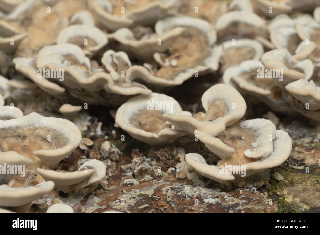 Earth fan fungus on stump bole of rotting birch tree in English ...