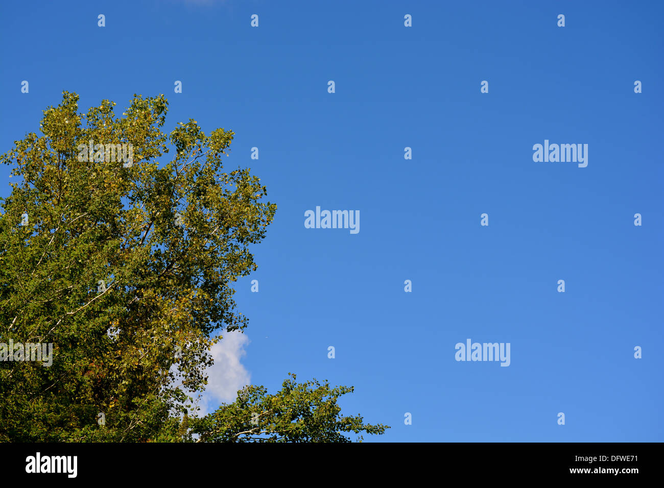 Tree with clouds and blue sky background Stock Photo - Alamy