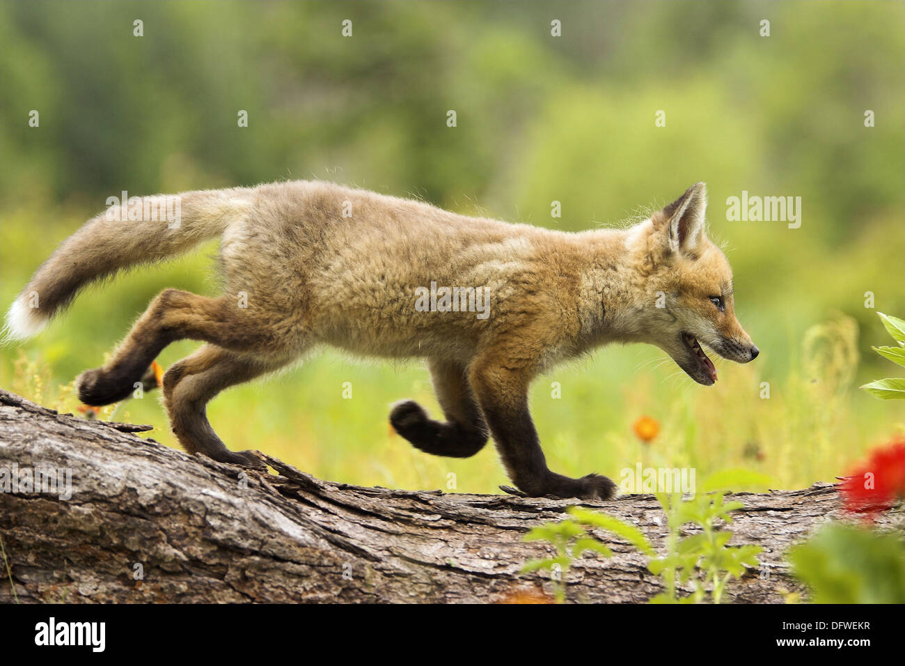 Red Fox (Vulpes vulpes) cub. Minnesota, USA Stock Photo - Alamy