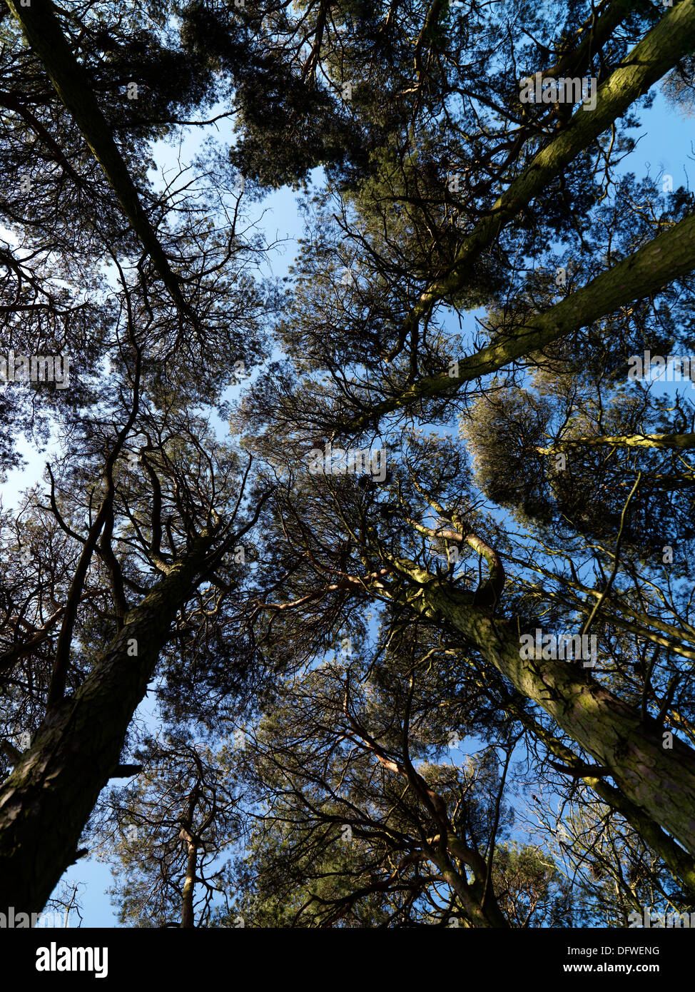 fisheye view of trees Stock Photo - Alamy