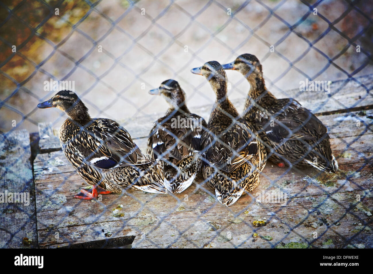 Pico duck hi-res stock photography and images - Alamy