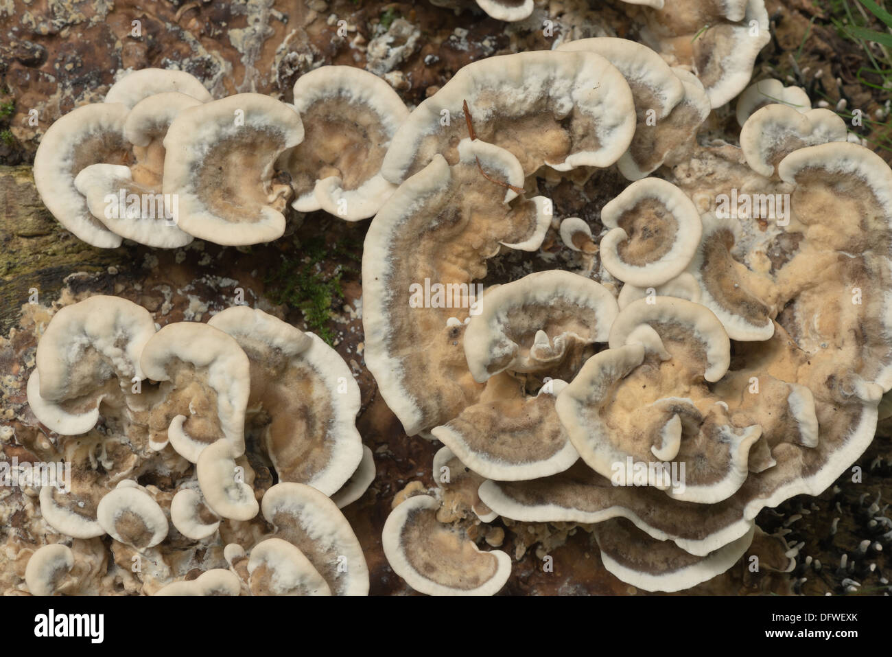 Earth fan fungus on stump bole of rotting birch tree in English ...