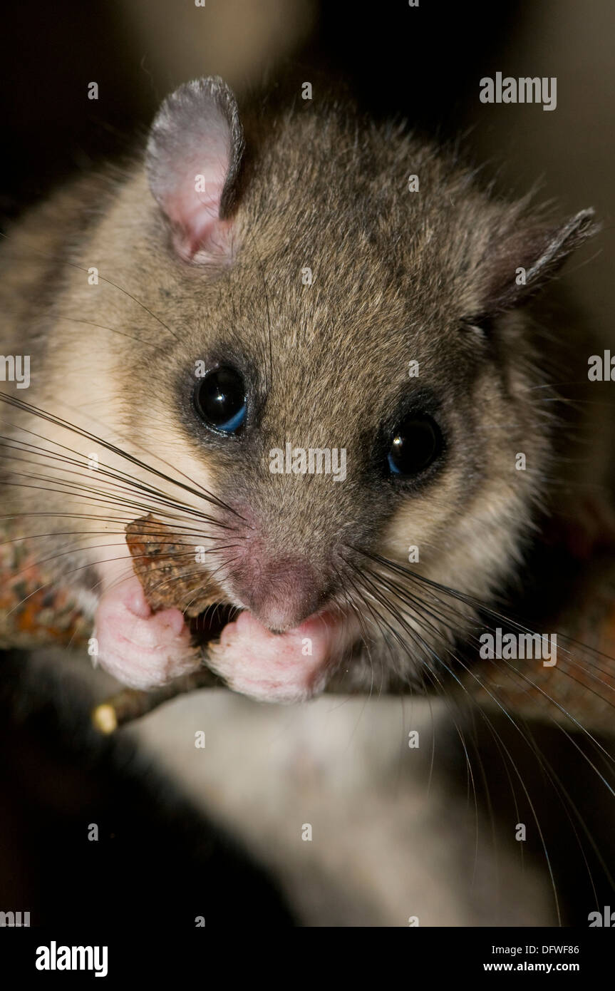 Glis glis edible dormouse hi-res stock photography and images - Alamy