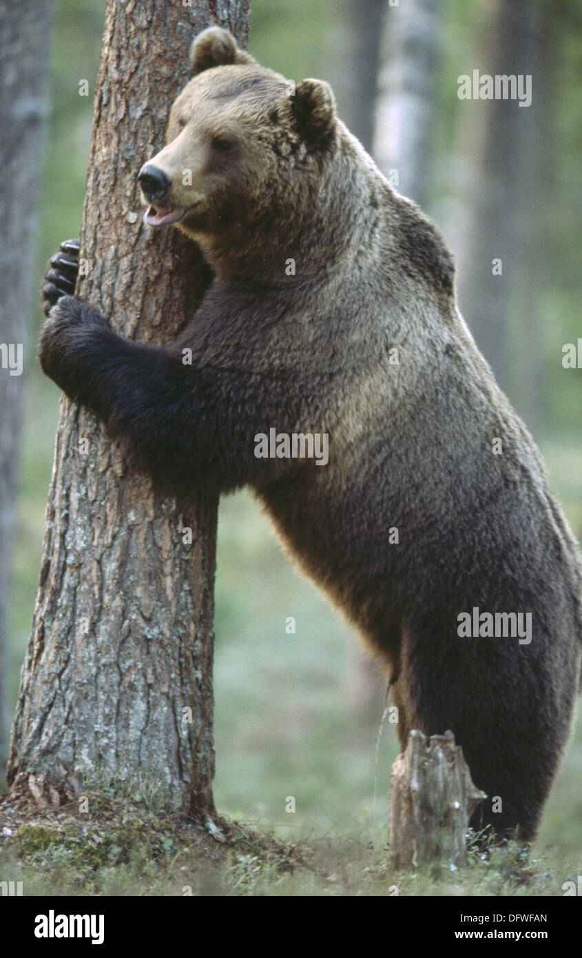 Brown Bear Leaning On Tree High Resolution Stock Photography and Images ...
