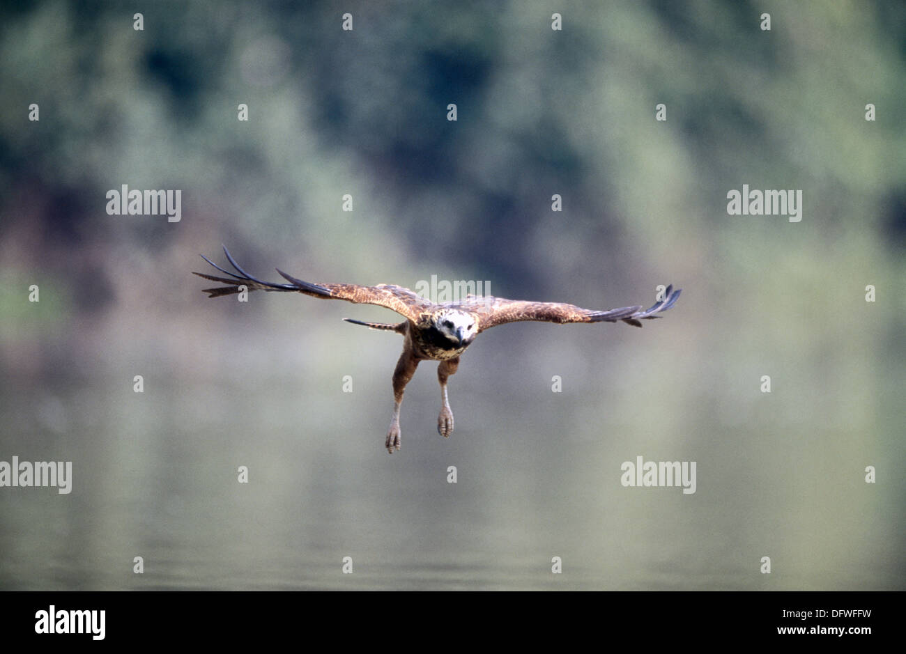Black collared hawk busarellus nigricollis fishing hi-res stock ...